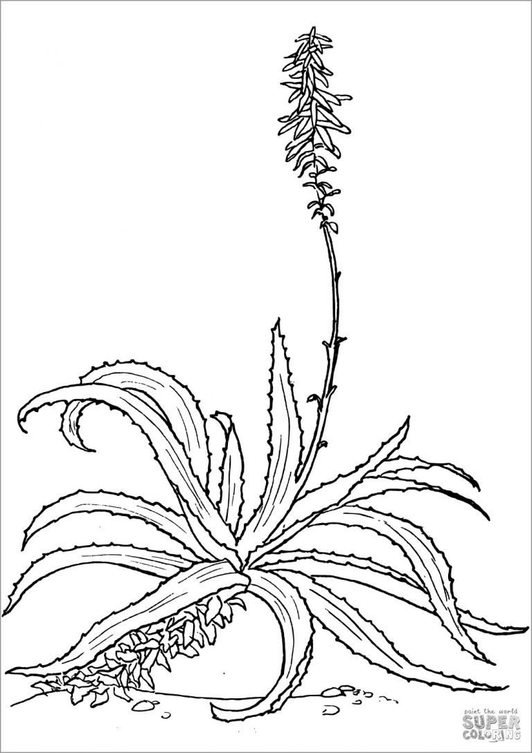 Aloe Coloring Pages Agave Drawing Printable Color Hyacinth Flower ...