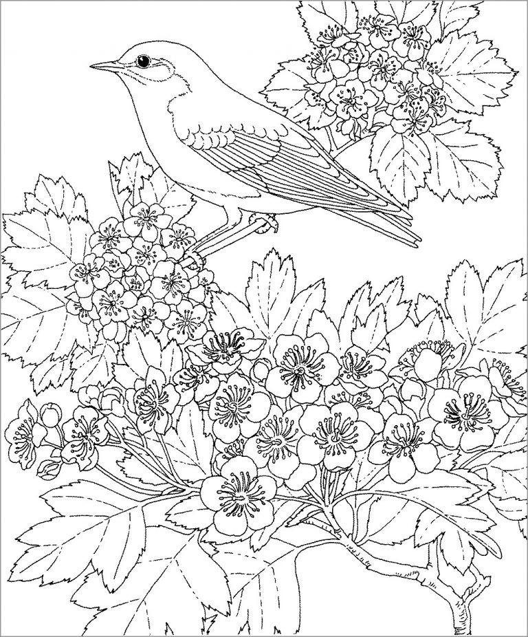 Bluebird Coloring Pages - ColoringBay