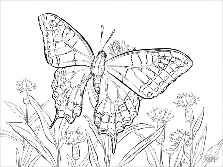 Old World Swallowtail butterfly Coloring Page - ColoringBay