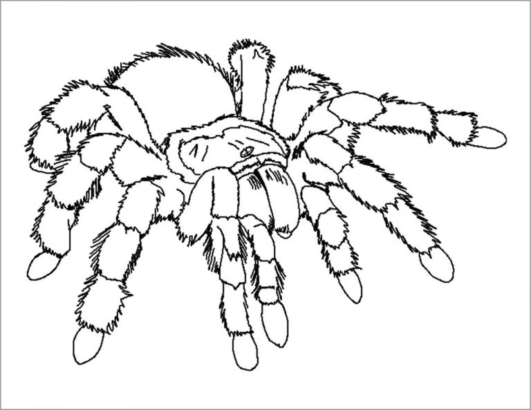 Tarantula Coloring Sheets - ColoringBay